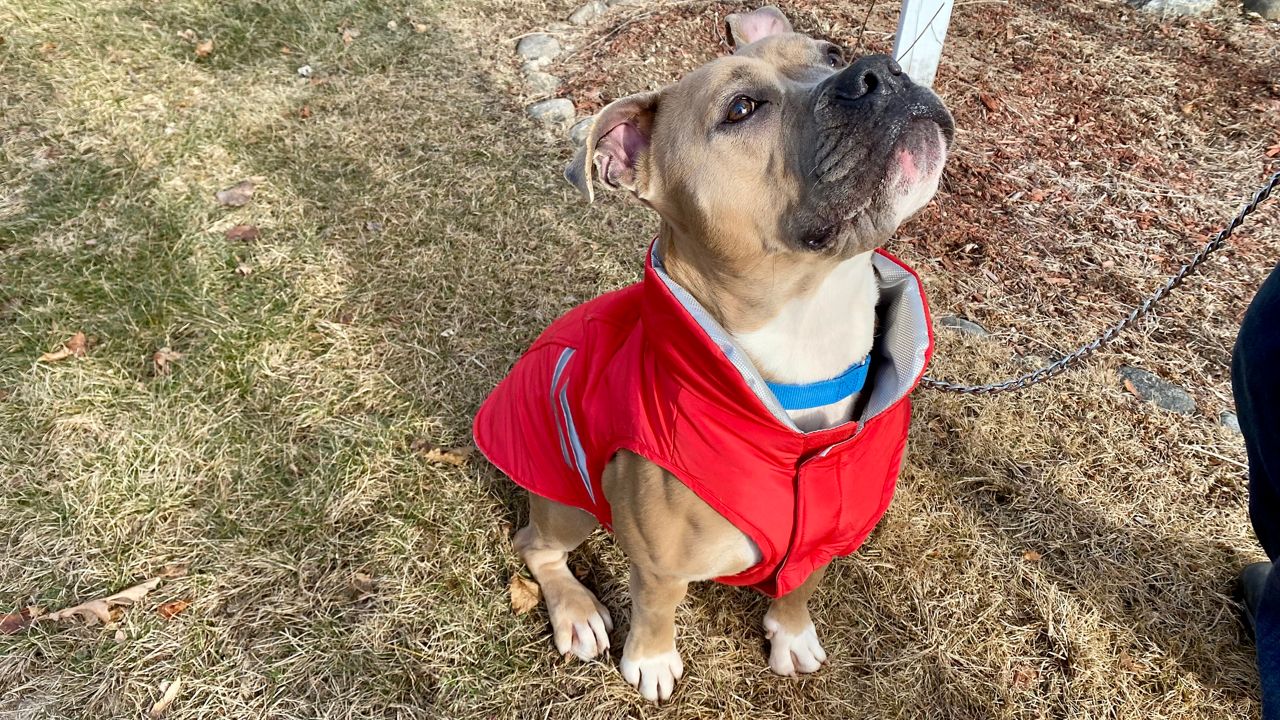 How to keep pets safe during extreme cold