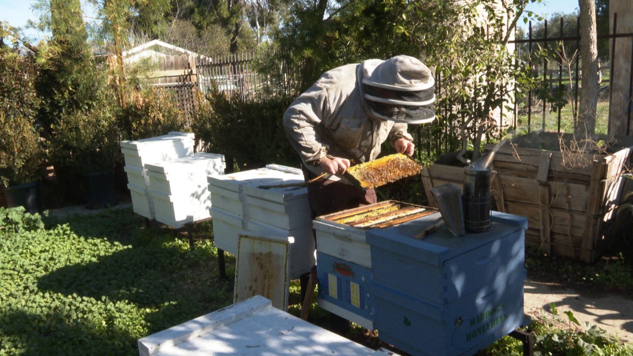 learn how to become an urban bee keeping
