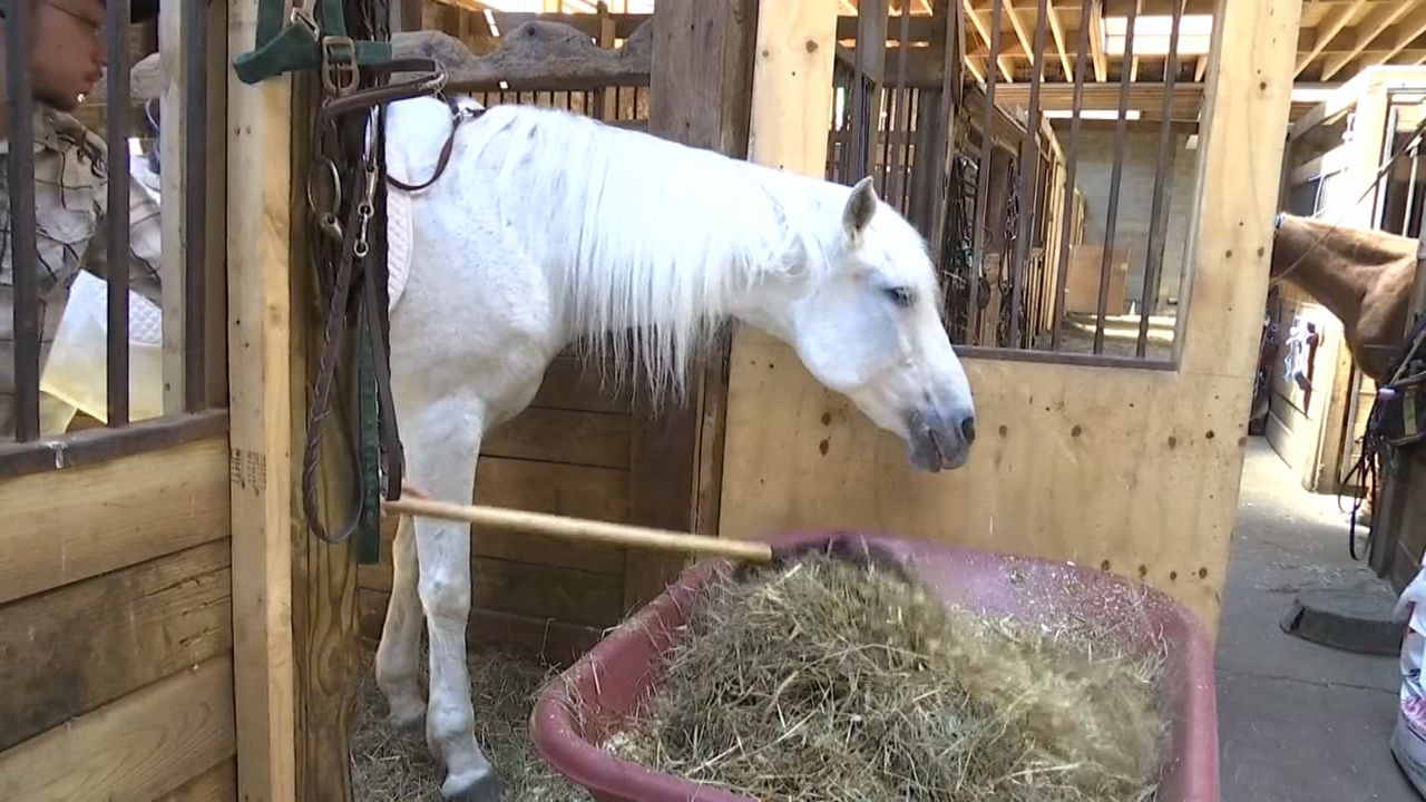 This Brooklyn Community Garden Takes Full Advantage of the Last ...
