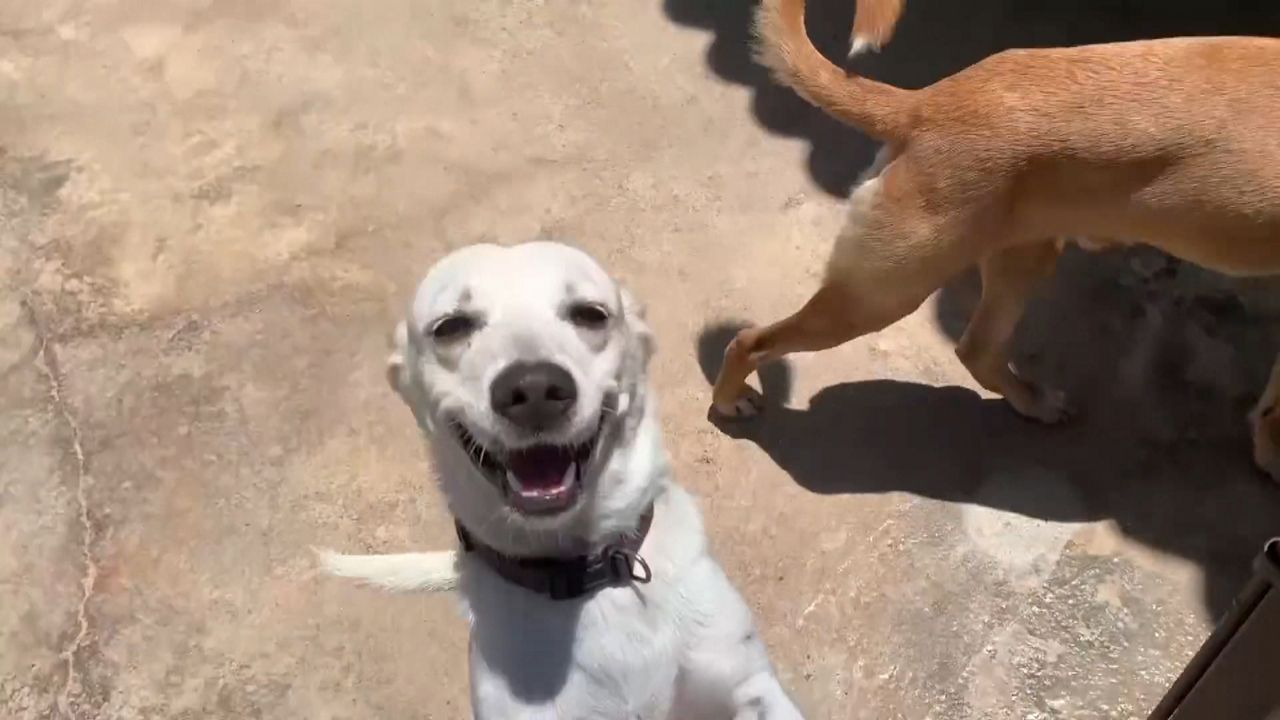 Roselyn Sanchez's New Film Spotlights Puerto Rico's Stray Dog Problem