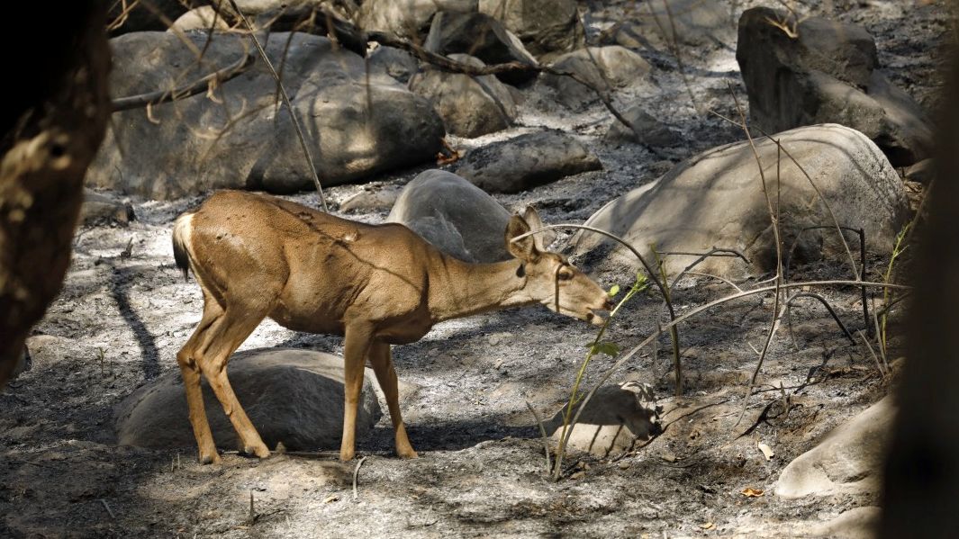 Bobcat Fire Aftermath Threatening Endangered Species