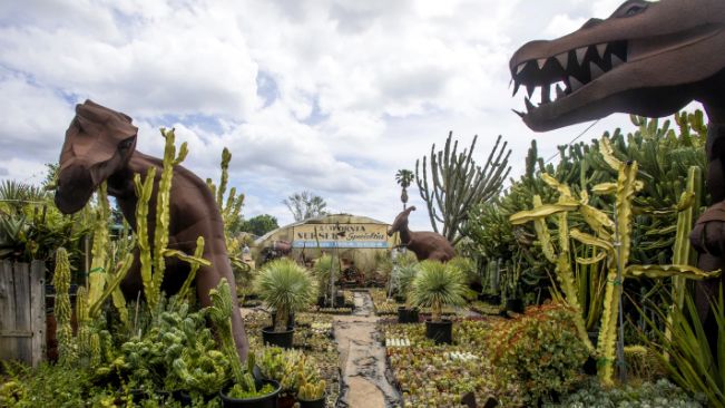 Reseda Cactus Ranch serves as sanctuary for succulent lovers