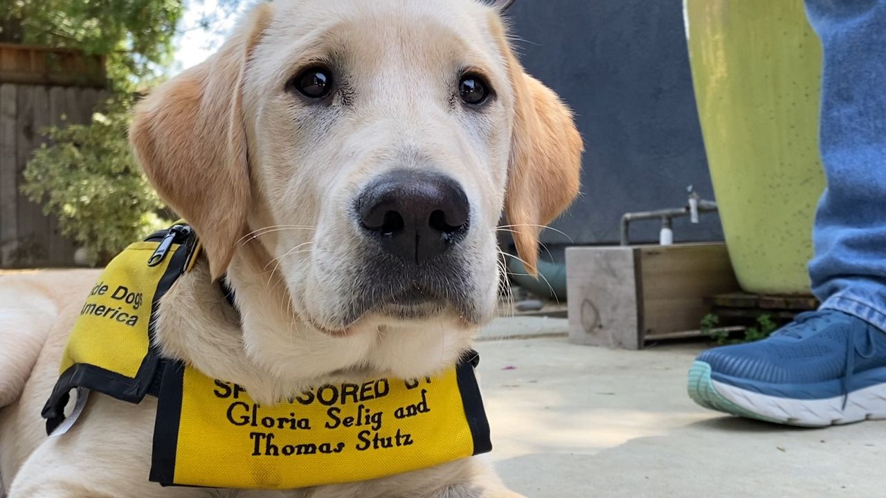 How Do I Volunteer To Train Guide Dogs