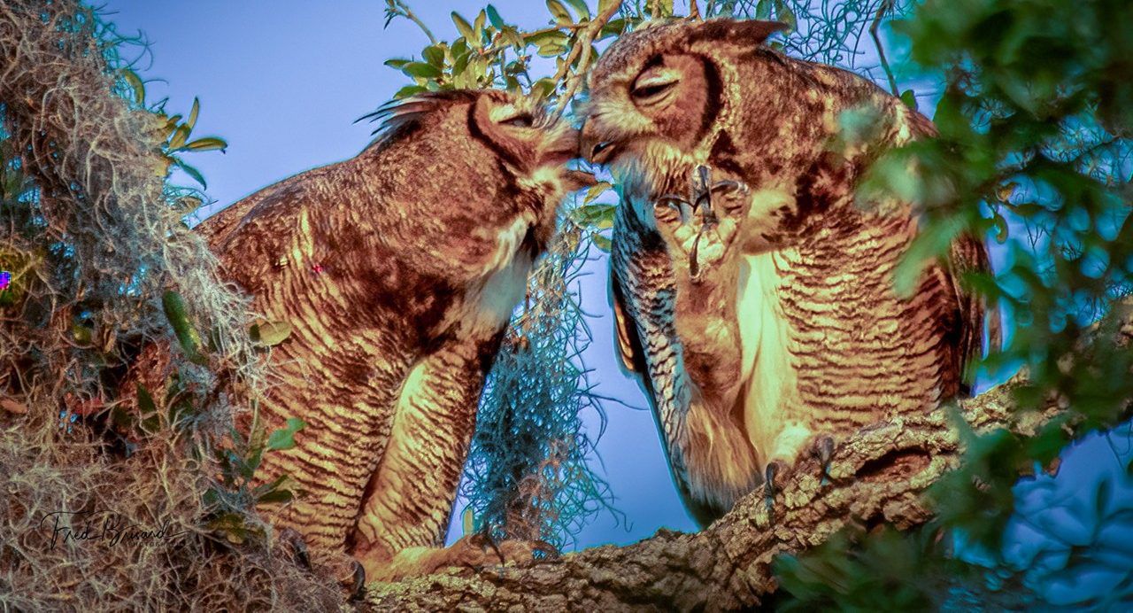 New owls in Philippe Park after poison killed last owls