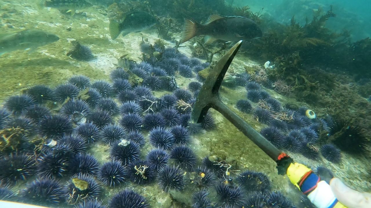 Fishers smash purple urchins to help restore ecosystem