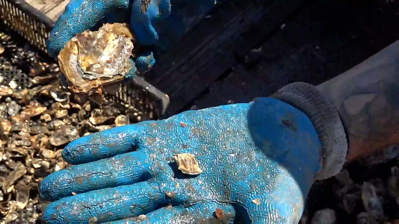 Sustainably grown shellfish at Carlsbad Aquafarm