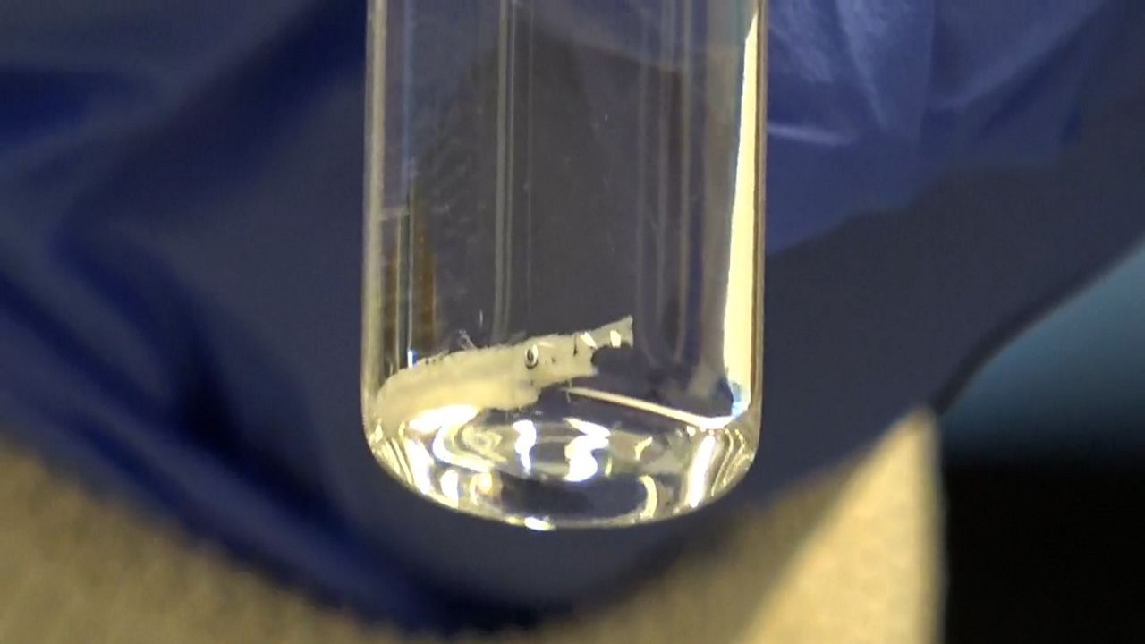 Scientists tie anchovy booms, busts to larvae diet