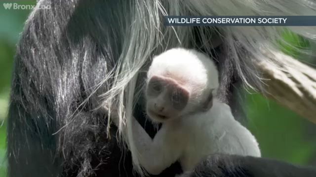 Color-changing baby monkey born at Bronx Zoo