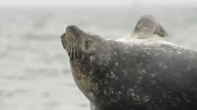 Hundreds of seals are now calling the waters around NYC home