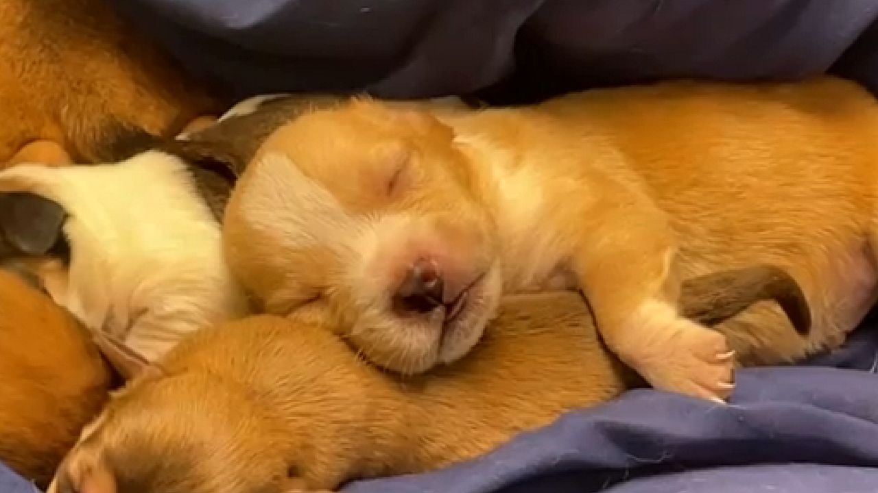 Dozens of dogs found in 'deplorable' conditions