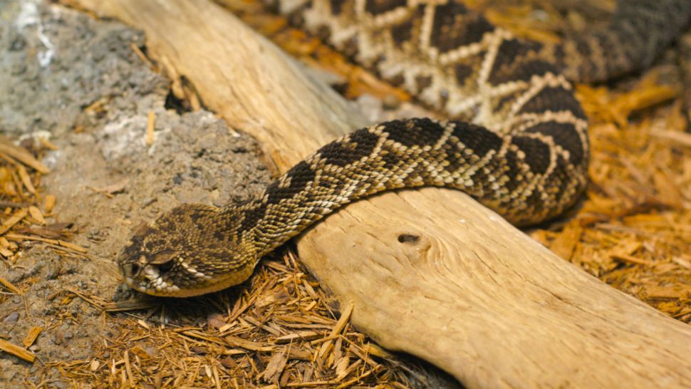 Rattlesnakes Slither at Texas Capitol Promoting Roundup