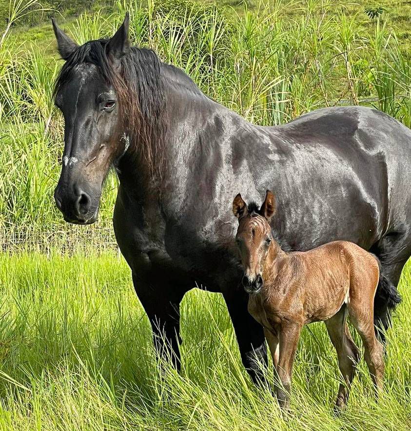 A pig hunter allegedly shot and killed a horse