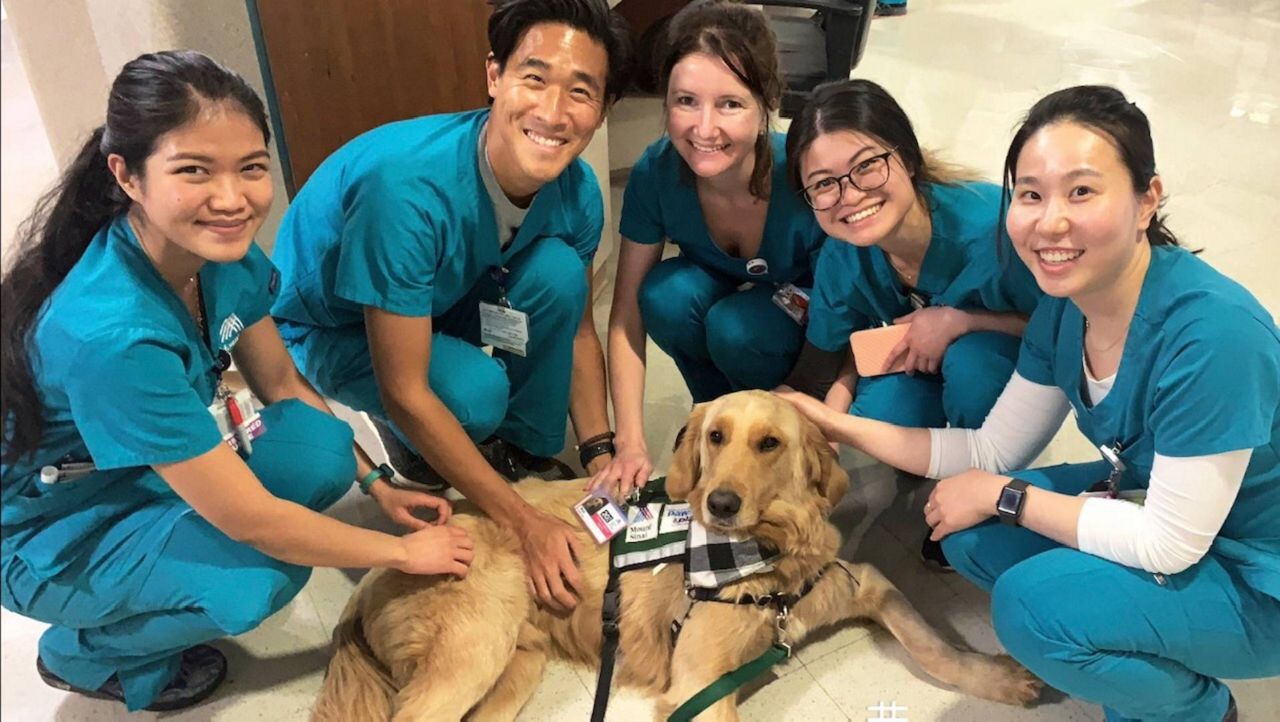 Meet the Therapy Dogs Who are Cheering up Health Care Workers