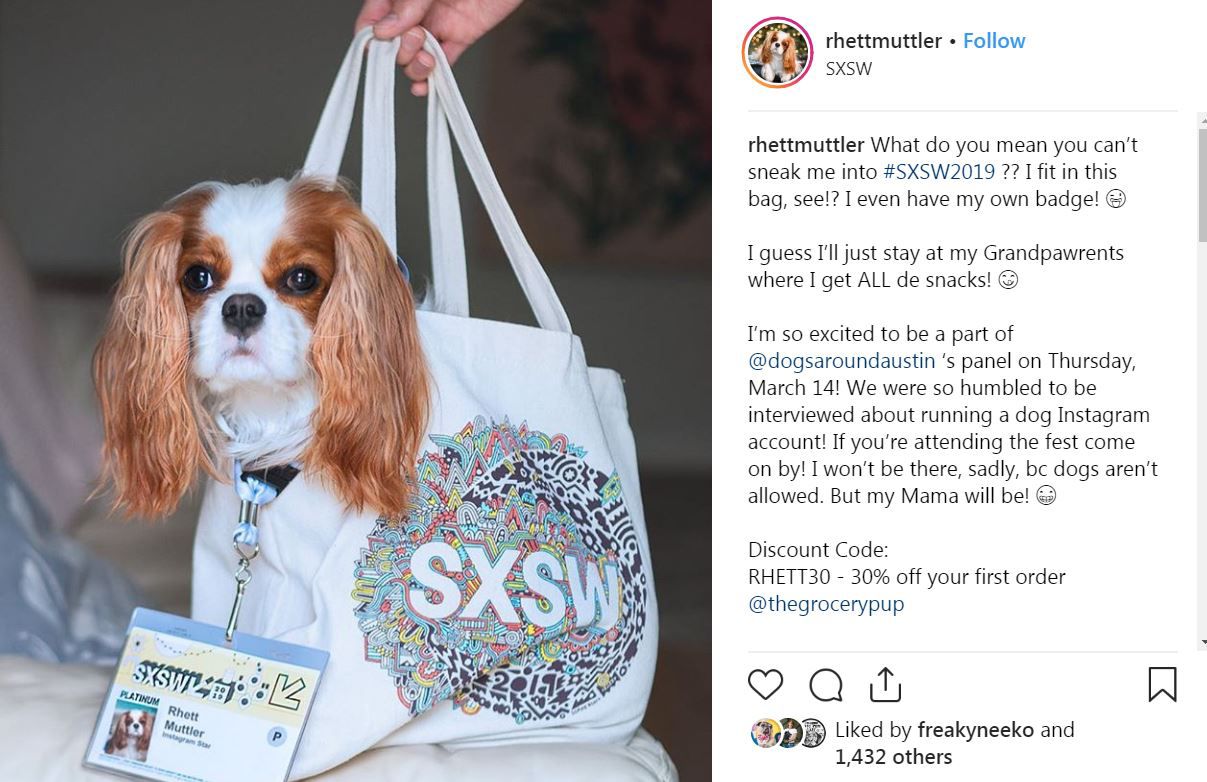 How Your Dog Becomes Instafamous