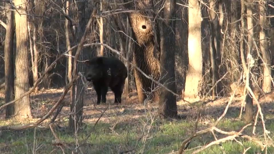 Texas man's wild pig solution? Hog calls