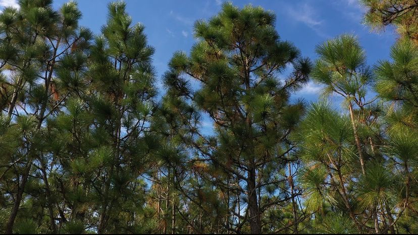 A compromise for the trees