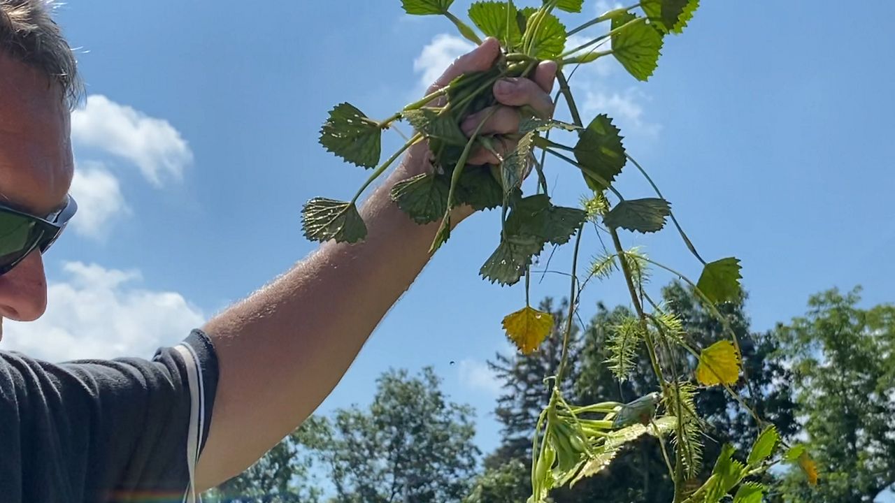 New method to eradicate invasive water chestnut