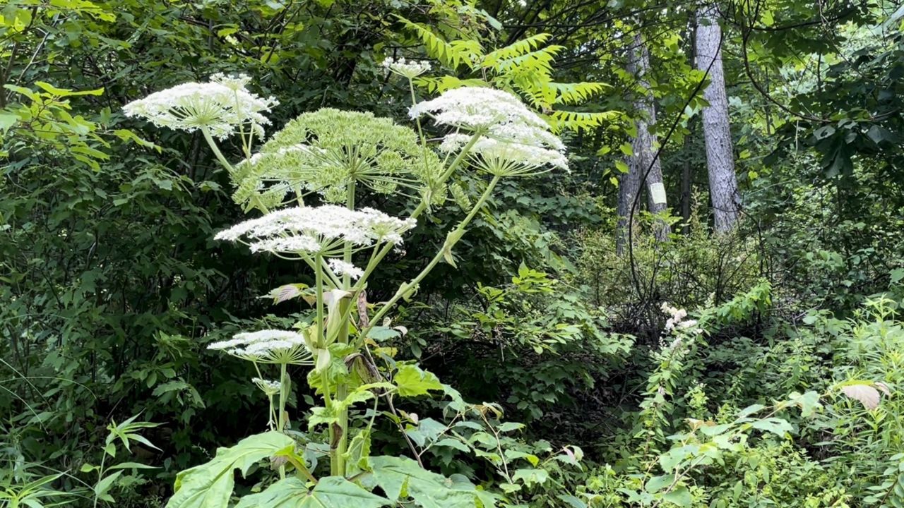 State seeks to eradicate invasive giant hogweed plant