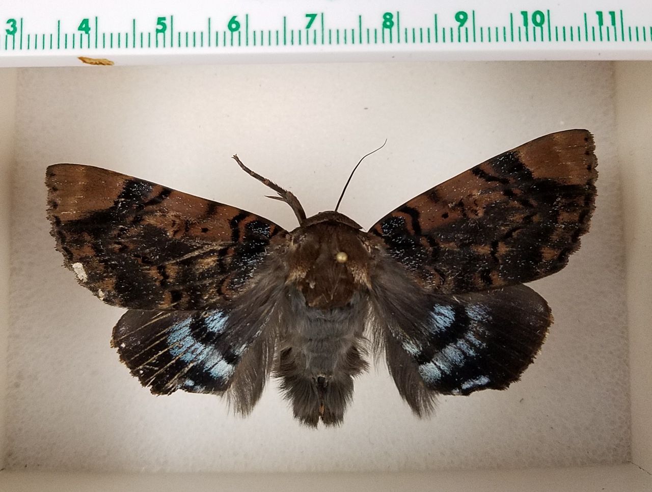Invasive mamaki-eating ramie moth caterpillar found on Kauai