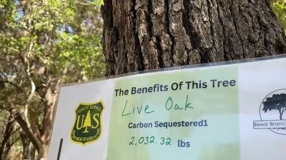 Urban expansion reducing Texas' tree population