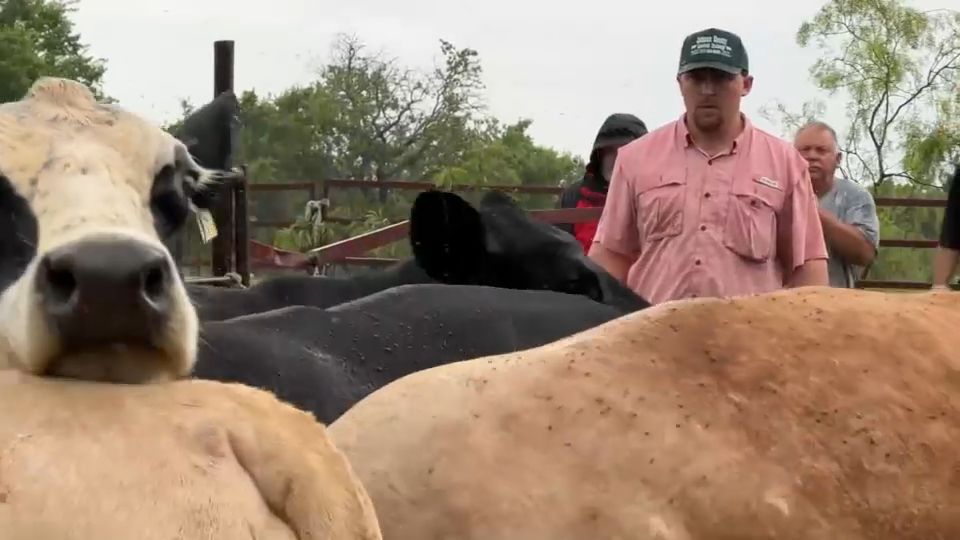 Heat, drought affecting Texas cattle industry