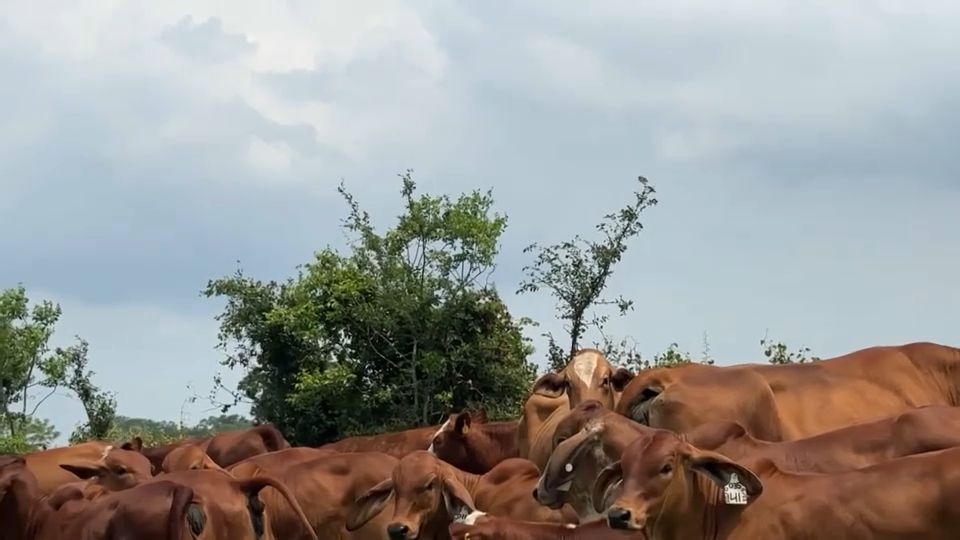 Mysterious killing of cows has Texas farmers on edge