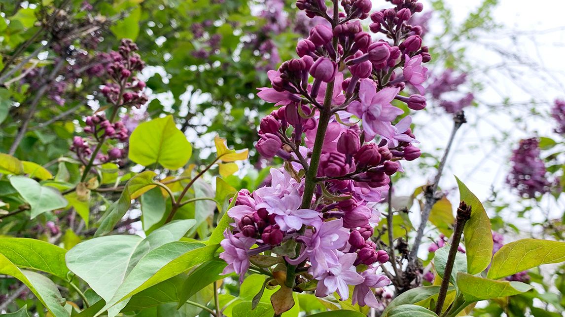 Check Out Photos From the 2019 Lilac Festival