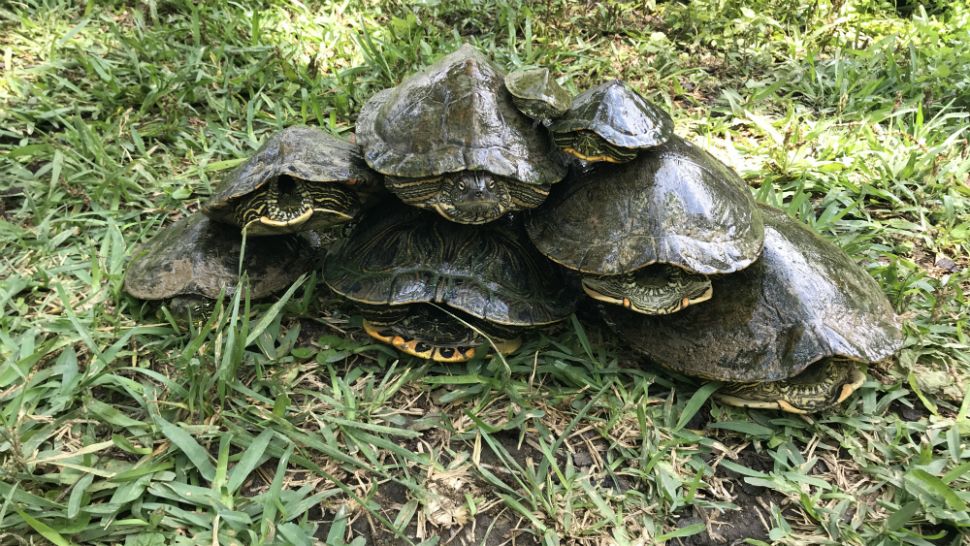 Turtle Survival Alliance Continues Annual Turtle Tracking