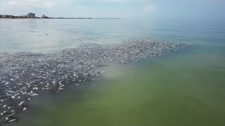 Dead fish washing up along the Texas coastline