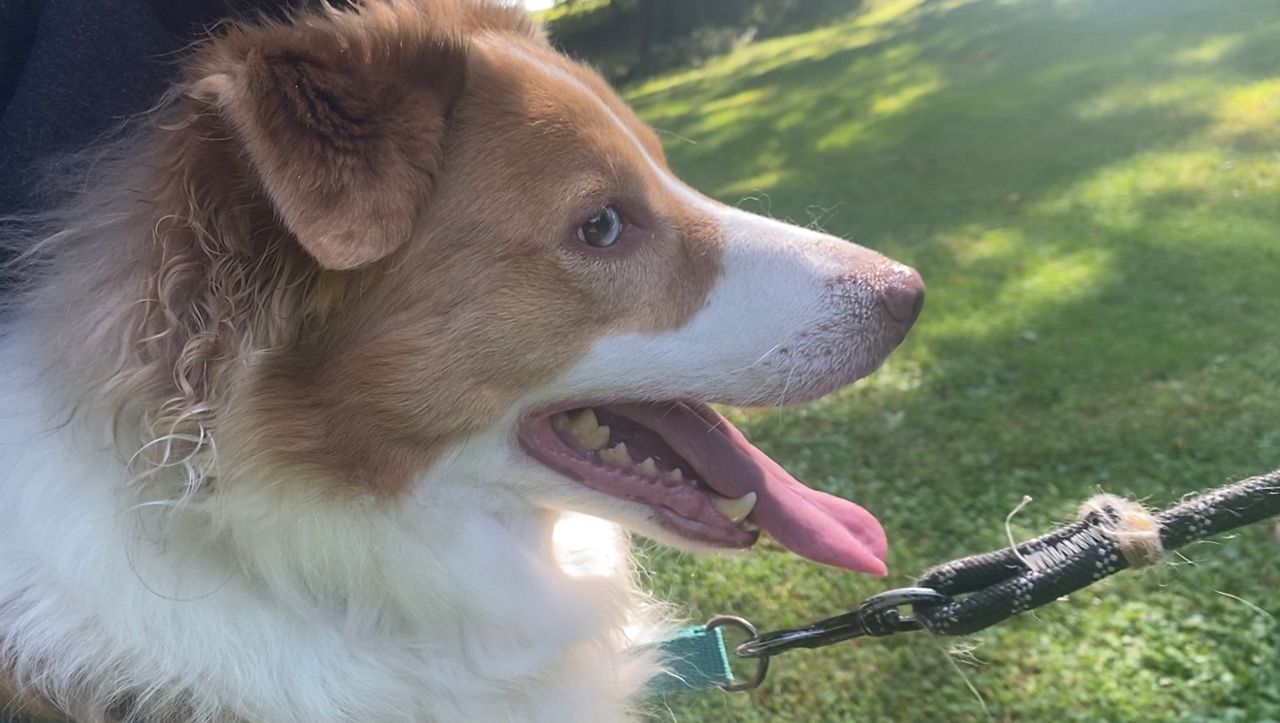 Former RIT students developed dog training app