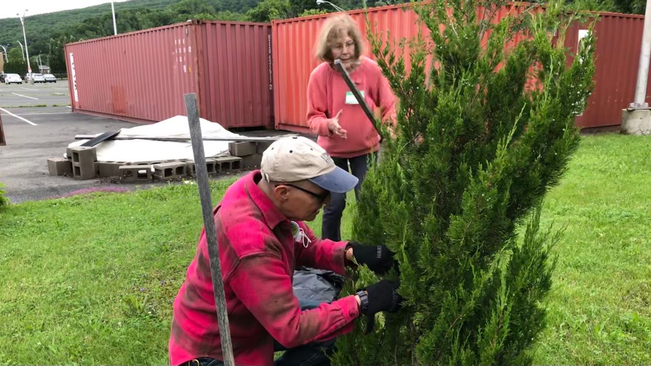 North Adams Tree Initiative taking care of hundreds of trees