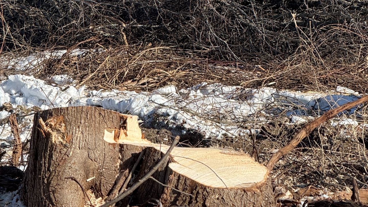 Tree removal begins at Micron site in Clay