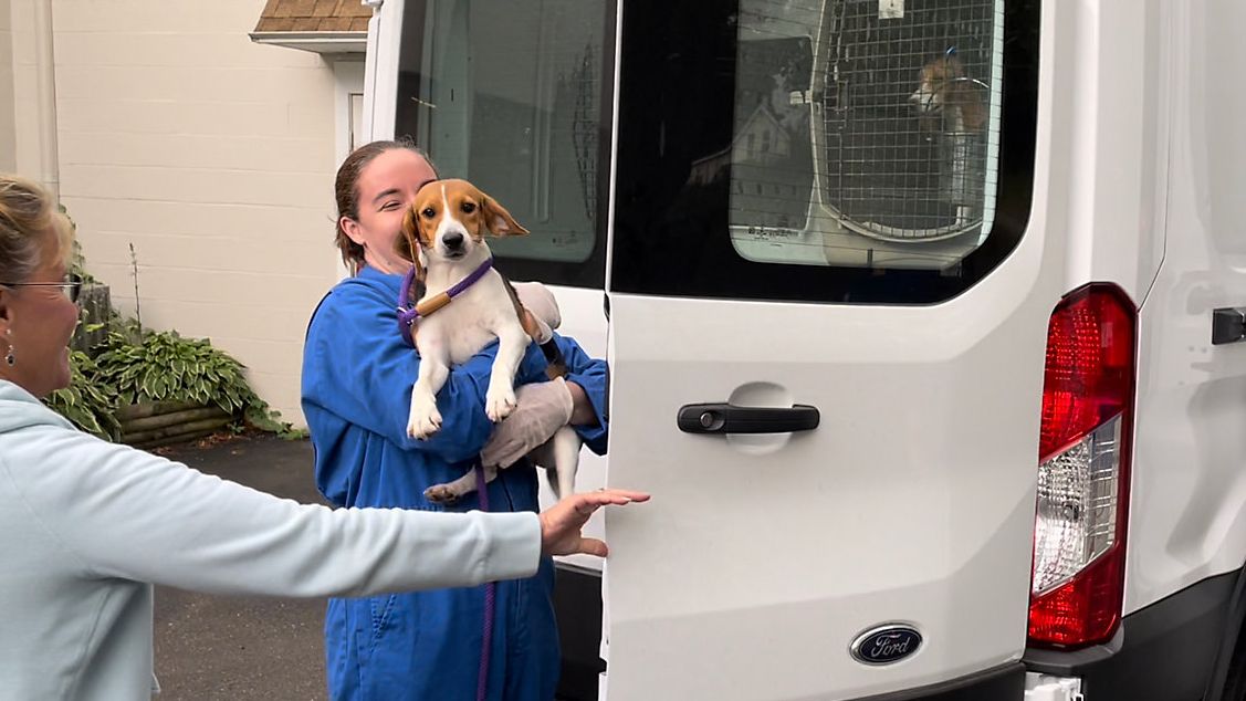 20 rescued beagles arrive at Second Chance