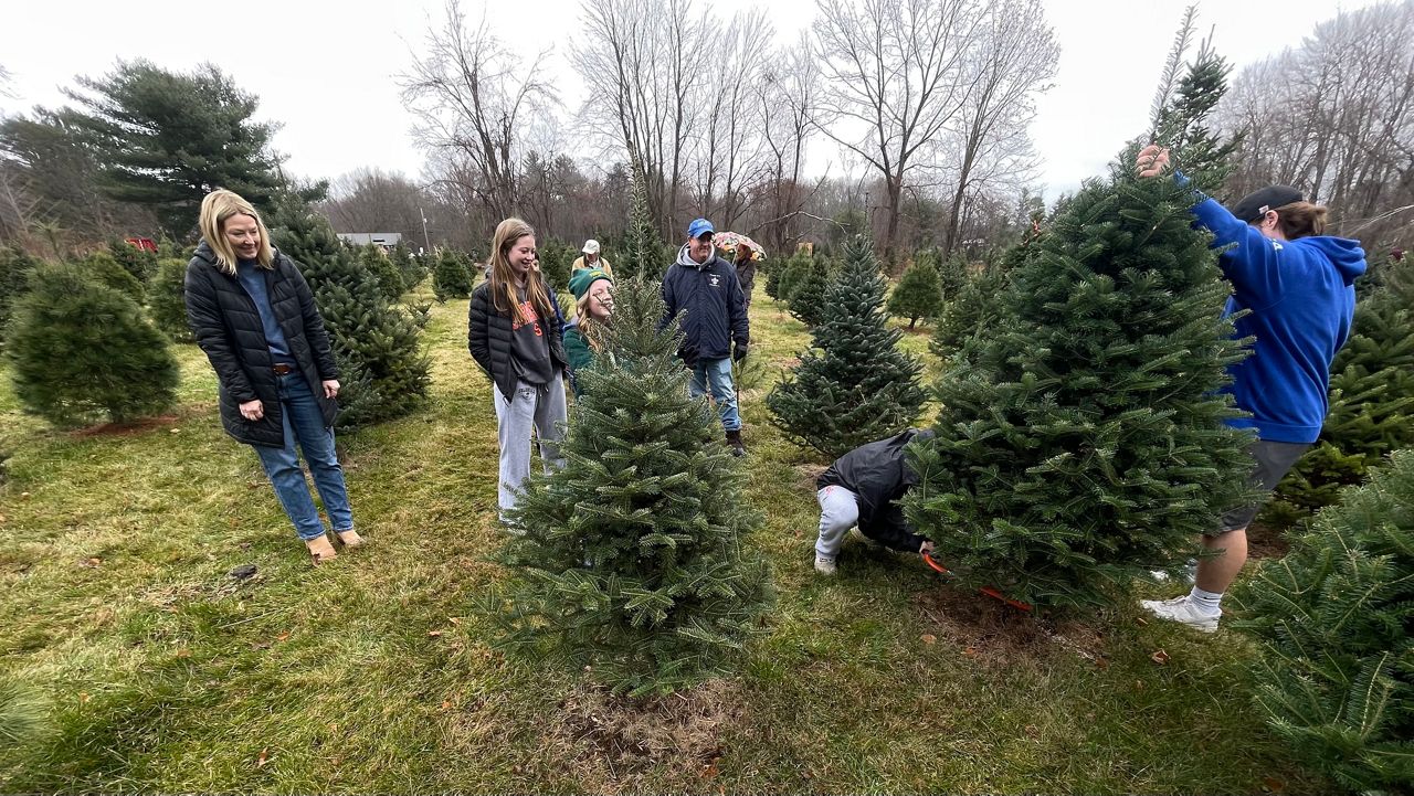 Black Friday a busy day at Sutton Christmas tree farm