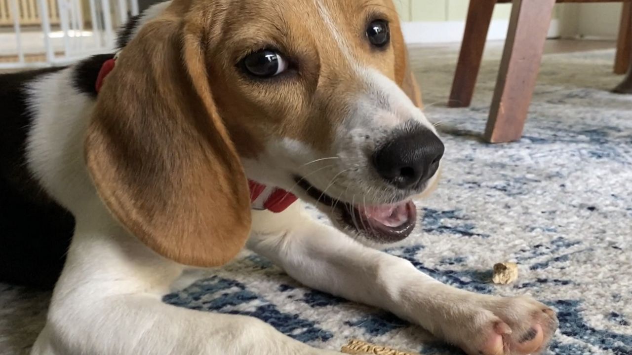 Hudson Valley shelter finds homes for beagles