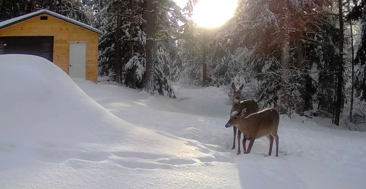 Firearm safety electives offered under new law in Michigan