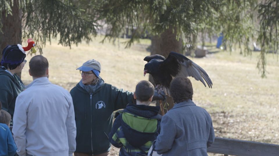 Medina County: Buzzard Sunday in Hinckley