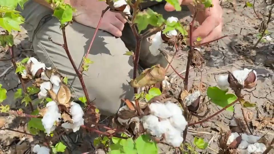 Texas sees one of the worst years for cotton production