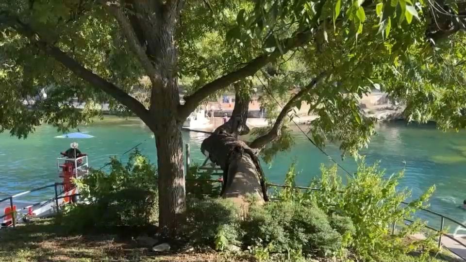 Austin's iconic Flo the tree to come down