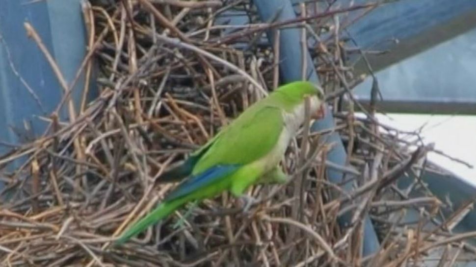 Monk Parakeets Bring Color to Austin Skies