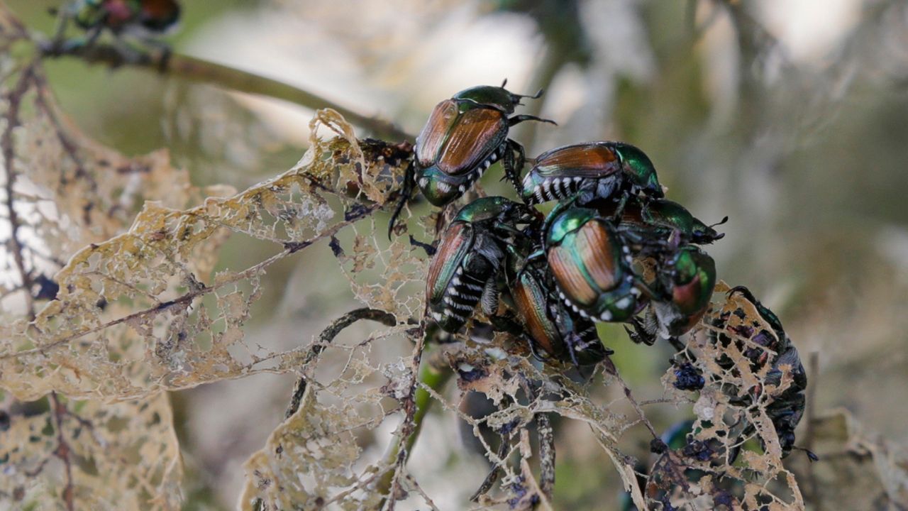 Debugging the Japanese beetle problem