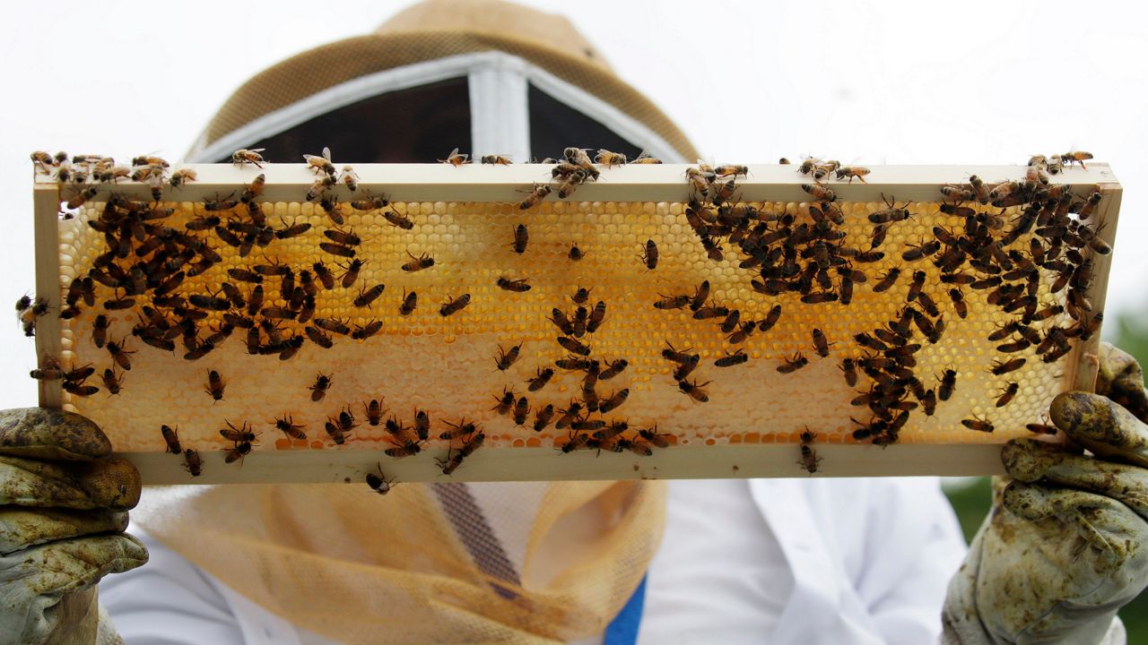 Native bee steady decline across Midwest