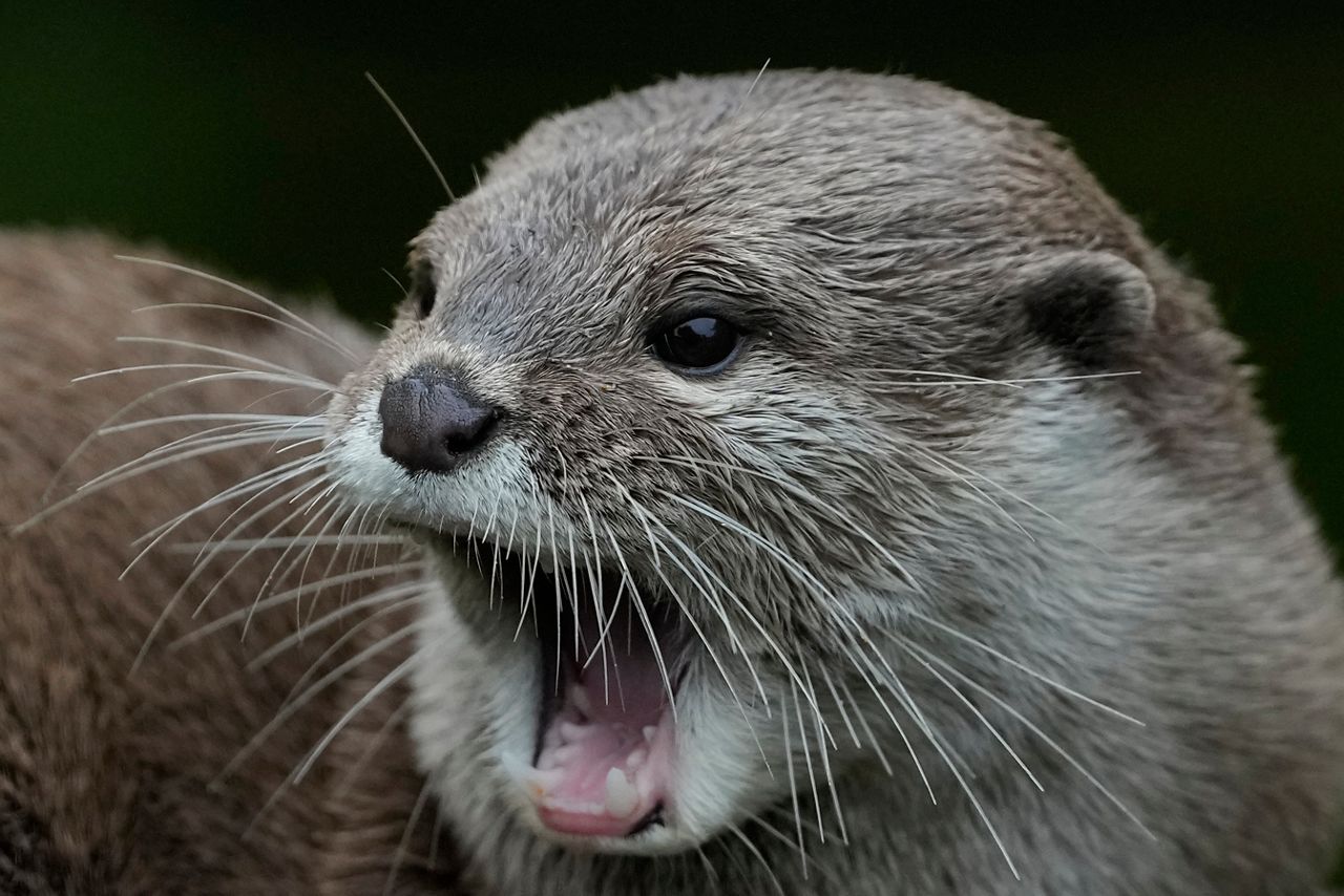 Animals of London Zoo get annual weigh-in