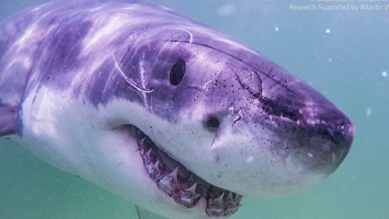 Great white sharks head north, following seals