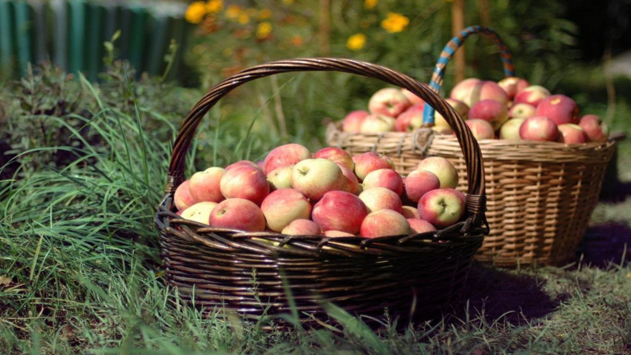 No apples go to waste at your local orchard