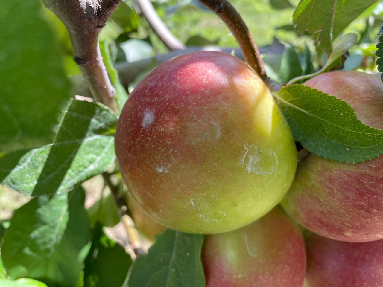 Apple season looks promising despite weather extremes