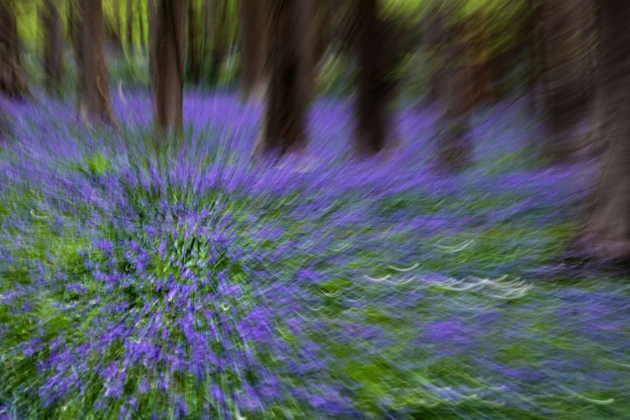 Bluebells and other spring flowers can be nature's antidote to ...