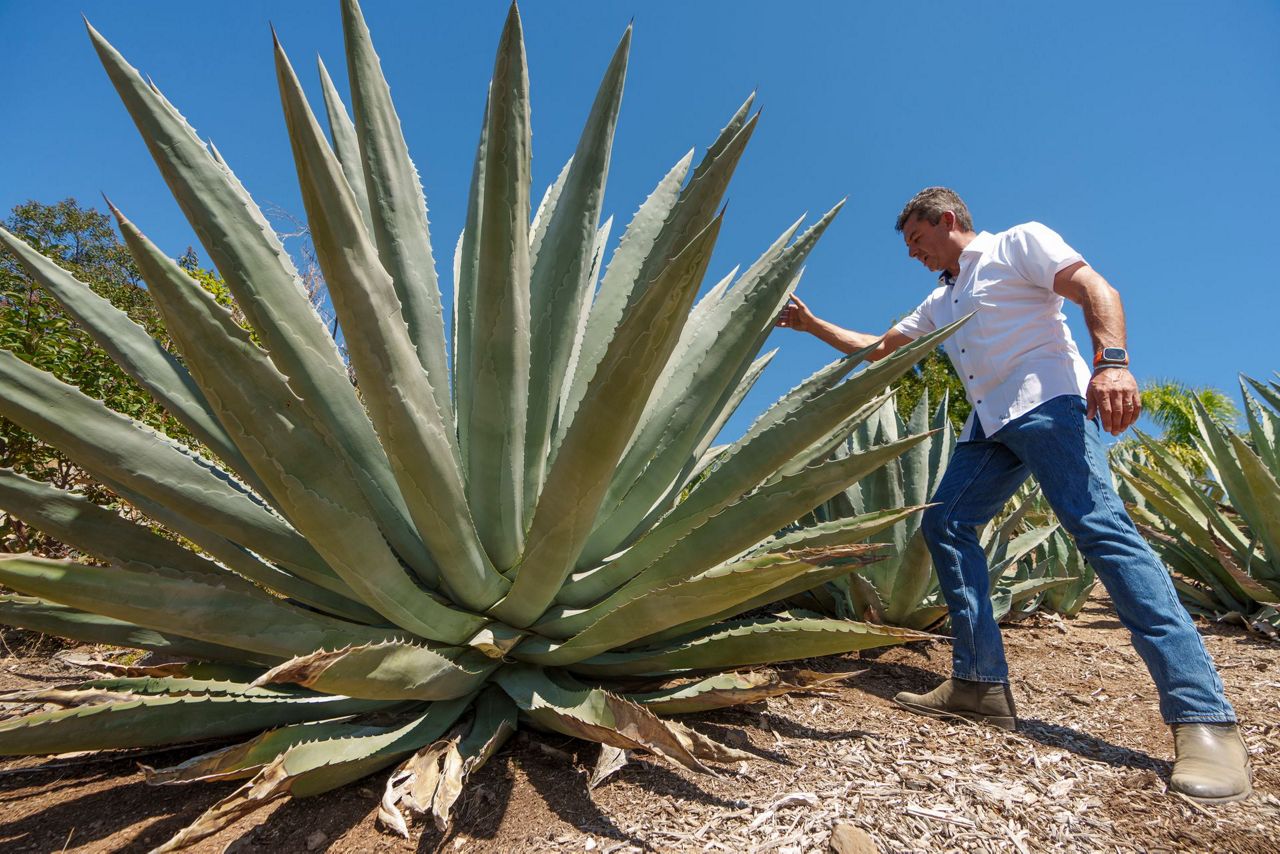 Californians bet farming agave for spirits holds key to weathering ...