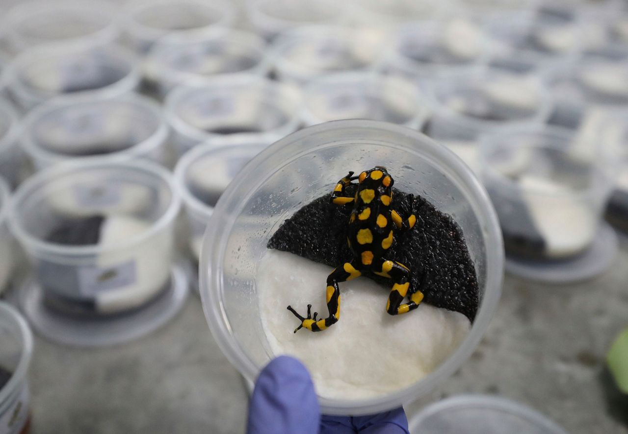 Colombian breeds rare frogs to undermine animal traffickers