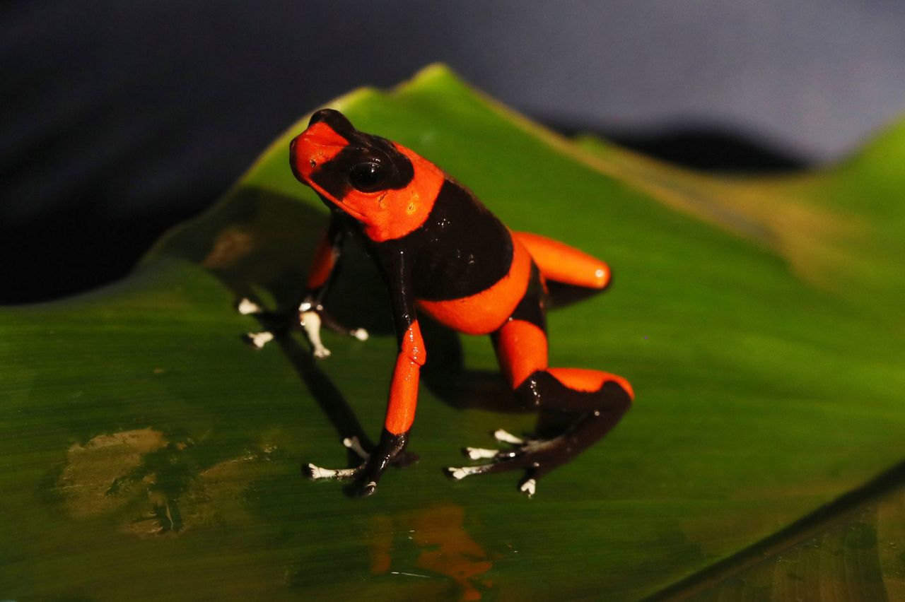 Colombian breeds rare frogs to undermine animal traffickers